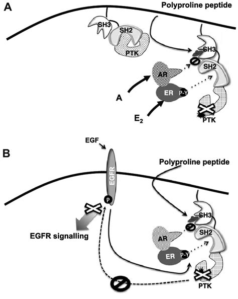 The Ar Derived Polyproline Peptide Interferes With Steroid A And Egf