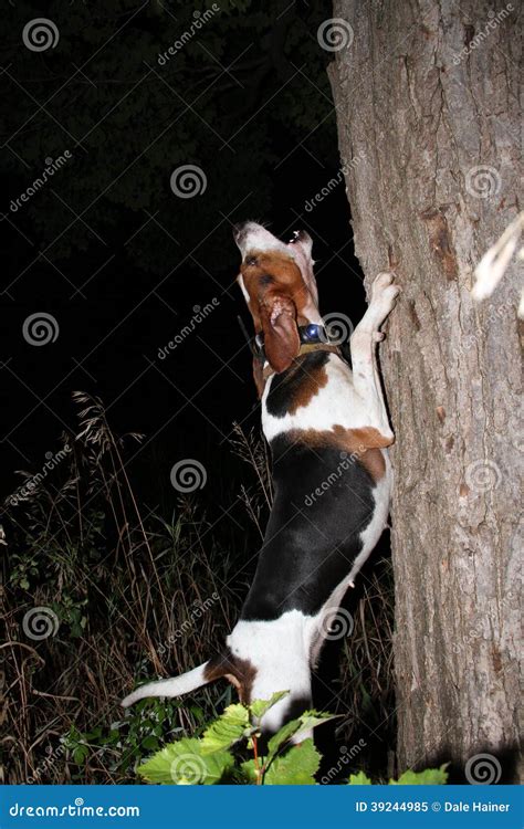 Walker Coon Hound Baying At Tree Stock Image Image Of Wild Outdoors