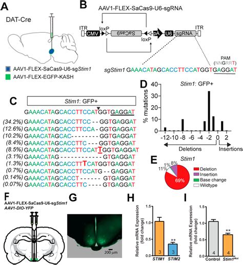 Analysis Of Targeted Stim1 Mutagenesis In Dat Cre Mice And Pomc Neurons
