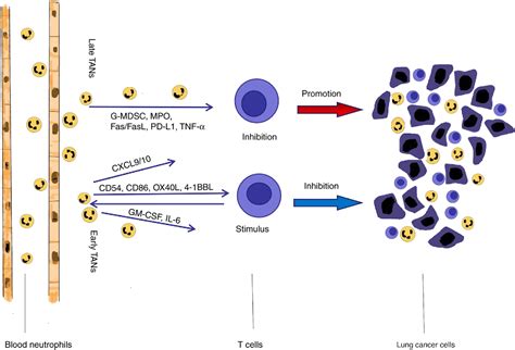 Figure 2 From Role Of Tumor Associated Neutrophils In Lung Cancer