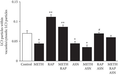 MTOR Modulates The Number And Placement Of LC3 Particles A The Graph