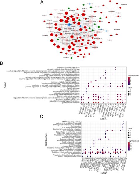 Co Expression Analysis Of Immune Related DE MRNAs And DE LncRNAs A