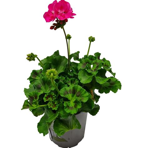 Enrich With Nature Pelargonium Summer Idols Cm Assorted Mitre