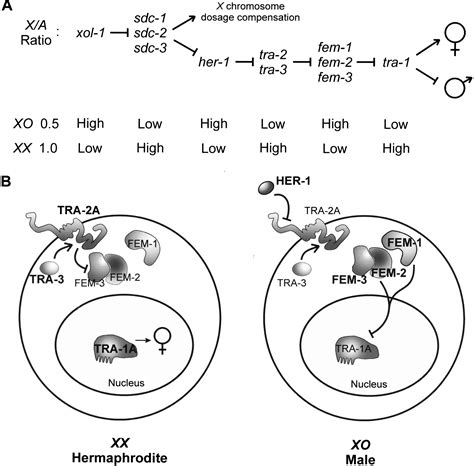 Direct Proteinprotein Interaction Between The Intracellular Domain Of TRA 2 And The