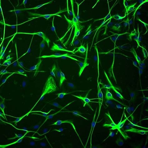 Immortalized Human Astrocytes Cells Online