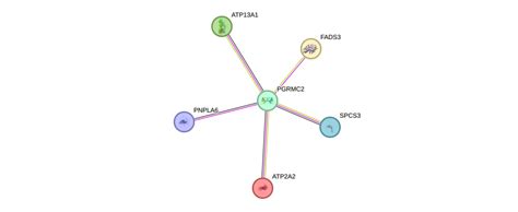 Pgrmc2 Gene Genecards Pgrc2 Protein Pgrc2 Antibody