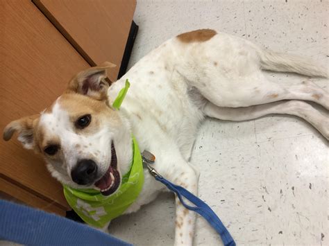 My Derp At The Vet Today She Sprained Her Tail Imgur