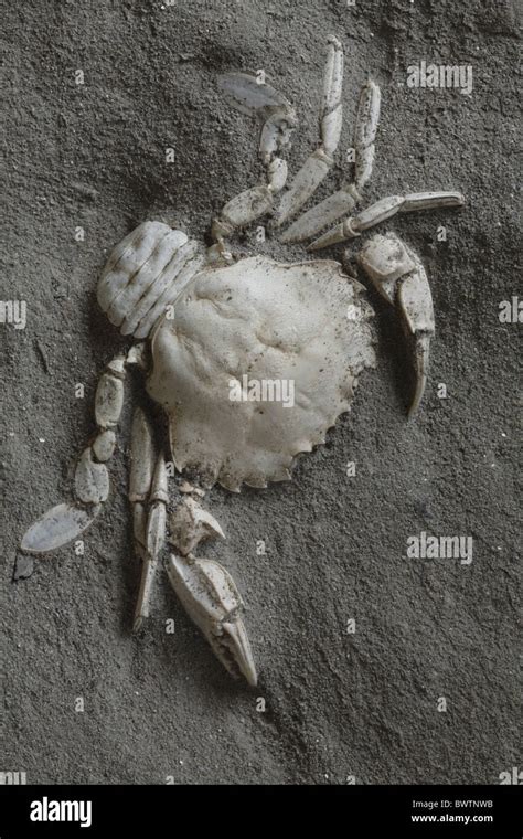 Fossil Fossilized Liocarcinus Shell Fossilization Invertebrate Rock