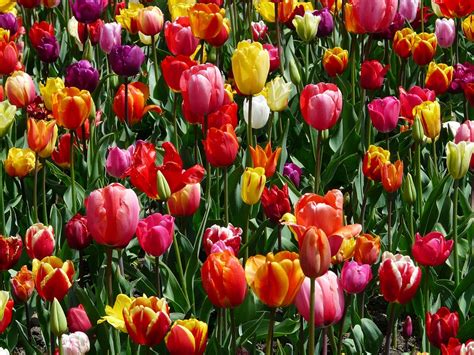 Free Photo Tulips Tulpenbluete Flowers Free Image On Pixabay 47399