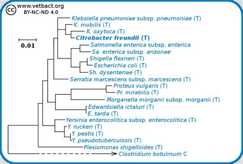 Citrobacter freundii