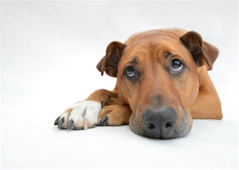 Free Images Puppy Cute Canine Pet Brown Pensive Sad Lazy Dogs