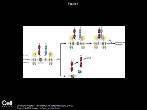 Matthias J Feige Linda M Hendershot Molecular Cell Ppt Download
