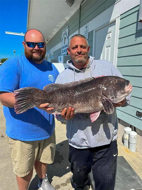 State Record Blackfish Caught Off Delaware Coastal Angler And The
