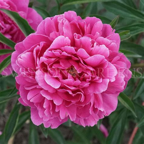 「raspberry And Honey Color Pallet Garden」おしゃれまとめの人気アイデア｜pinterest｜ever