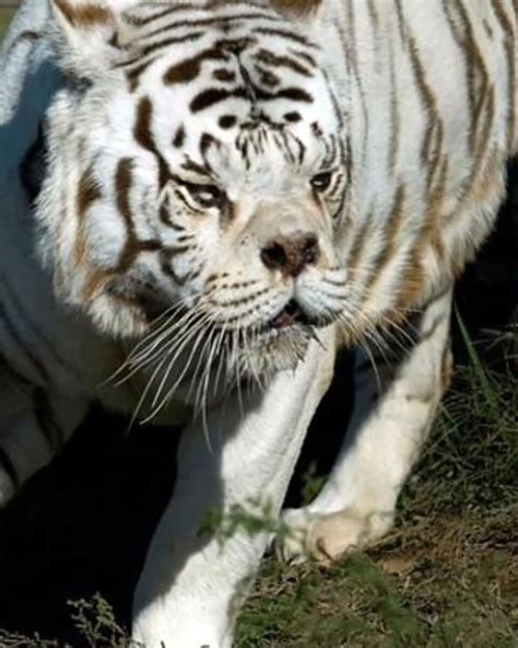 Kenny The Tigers Sad Story Exposes Tragic Consequences Of Brutal