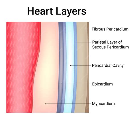 Heart Layers Fibrous Pericardium Pericardial Cavity Epicardium