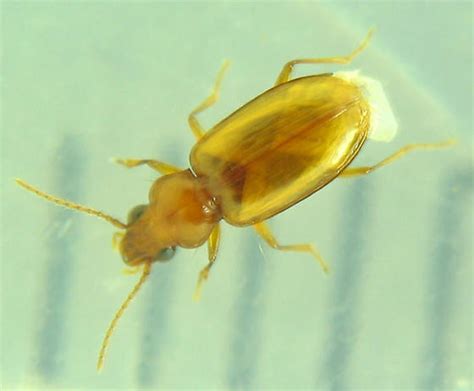 Small Testaceous Carabid Tachyura Conjugens Bugguidenet