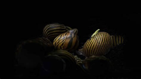 Nerite Snails Care Diet Calcium Breeding And More