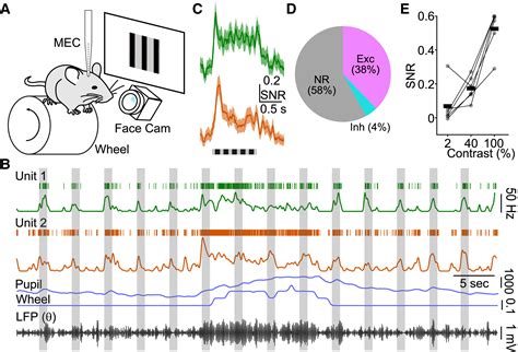 Retrosplenial Inputs Drive Visual Representations In The Medial Entorhinal Cortex Cell Reports