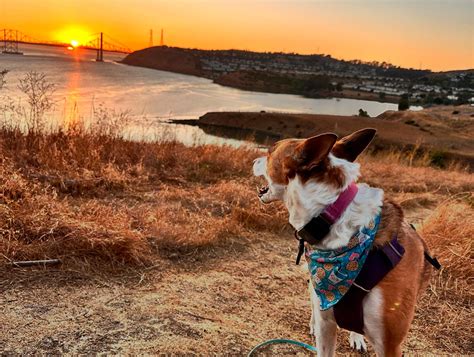 Foxy Roxies Adventures Added A Foxy Roxies Adventures