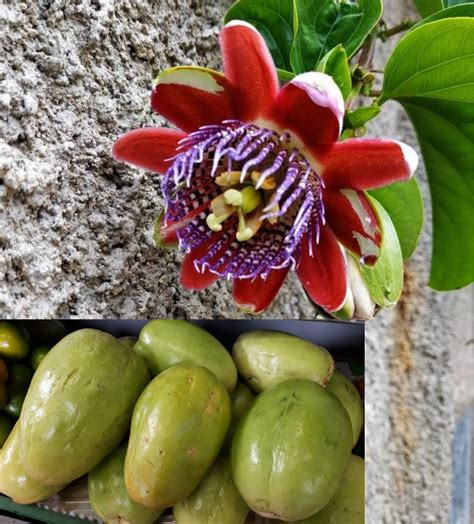 Passiflora Quadrangularis 10 Seeds Giant Granadilla Passion Fruit Vin The Plant Attraction