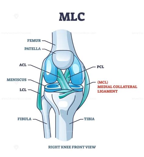 Mlc Or Medial Collateral Ligament Anatomical Location In Knee Outline