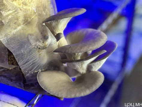 Хясаан мөөг ургуулж өдөр бүр шинэ мөөг хэрэглэгчдэд хүргэж байна Цэц МН