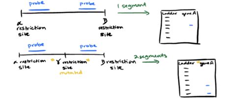 Mcat Biochem Flashcards Quizlet