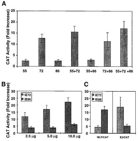 Cmv Ie Trans Activation Of The Wild Type Dhfr Promoter A Wild Type