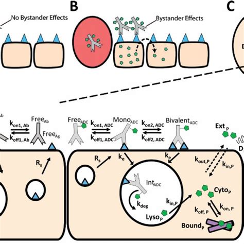 Simulating Distribution Of Adc Payloads In Vivo A Schematic Download Scientific Diagram