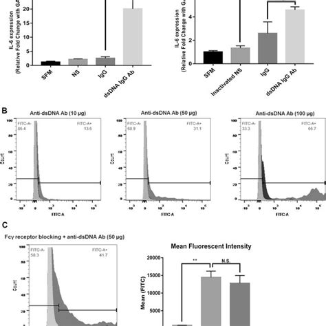 Anti Dsdna Antibodies Bind To Human Mesangial Cells And Up Regulate Download Scientific Diagram