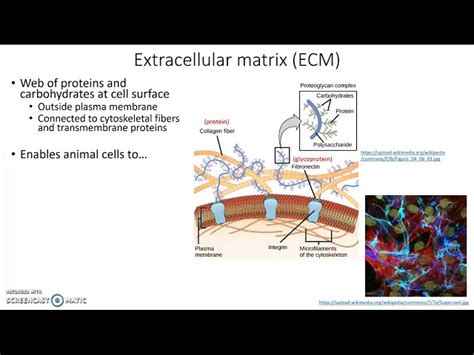 Extracellular Matrix Diagram