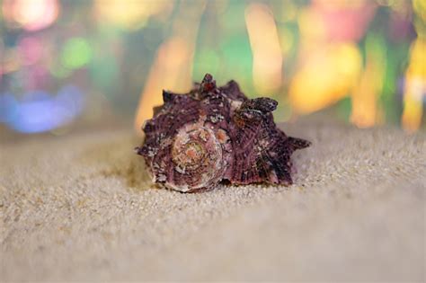 조개껍데기의 클로즈업 사진모래에 머무르기 여름 공석 개념 계절에 대한 스톡 사진 및 기타 이미지 계절 국경 기후 묘사 Istock