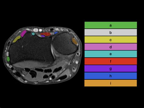 Extensor Pollicis Brevis Muscle Musculus Extensor