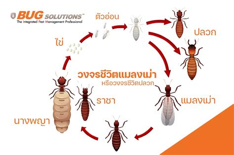 แมลงเม่า มาจากไหน Vgs กำจัดปลวก