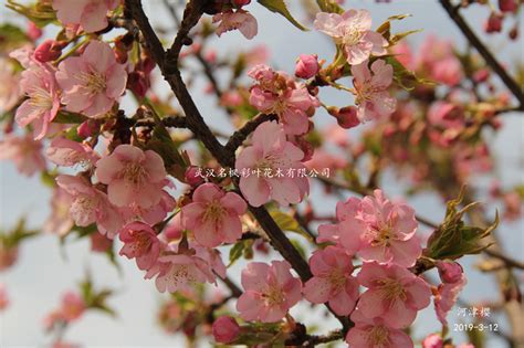 新品种樱花系列 武汉名枫彩叶花木有限公司