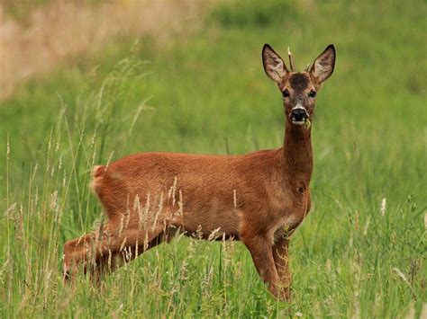 Roe Deer Small European Deer With Unique Antlers And Behavior