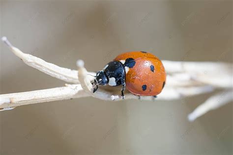 Ladybug Coccinellidae Beetle Red Elytra Ladybug Photo Background And