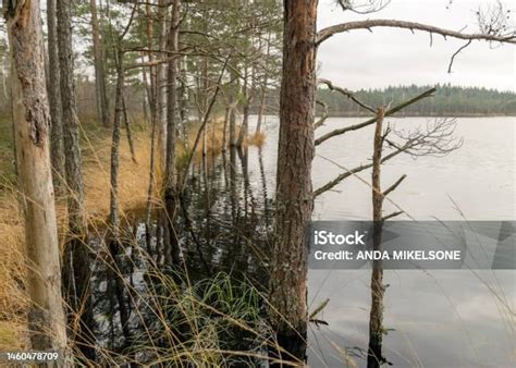 늪지대 의 해안 홍수 숲 지역 늪의 해안에 다양한 오래되고 썩은 나무와 나뭇가지 늪 0명에 대한 스톡 사진 및 기타 이미지 0명 기상 이변 나무 Istock