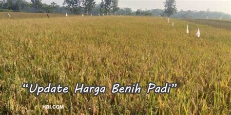 Daftar Harga Benih Padi Terbaru September Hargabulanini Com