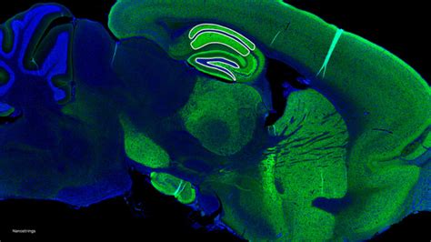 Boost Multi Omics Analysis With Gpu Acceleration And Generative Ai Gixtools