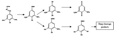 Proposed Sequence Of Reactions For The Degradation Of Sinapic Acid 14
