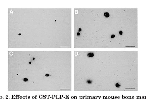 Figure 2 From Induction Of Megakaryocyte Differentiation By A Novel