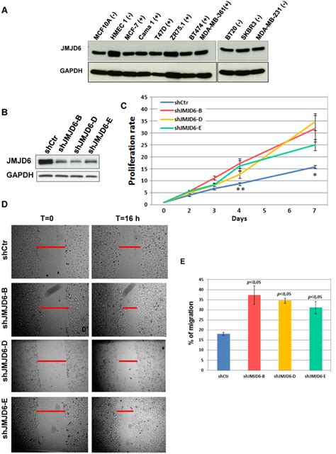 Jmjd6 Knock Down Increases Mcf 7 Cell Proliferation And Migration A