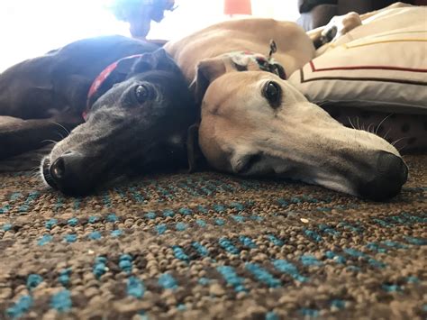 Do Greyhounds Cuddle