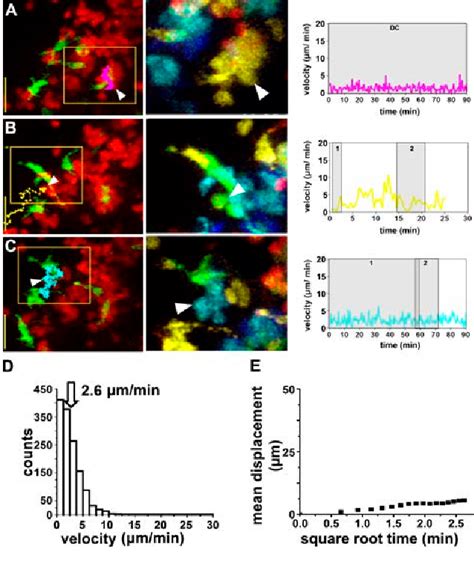 figure 4 from imaging the single cell dynamics of cd4 Ϩ t cell