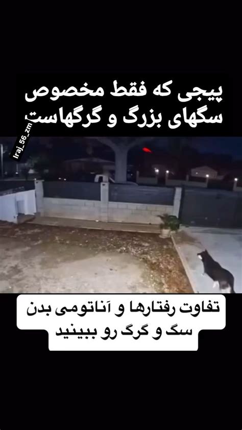 ‎ایرج عظیمی‎ ‎حیوانات‌ـ‌وحشیحیوانات‌ـ‌خانگیحیواناتحیوانات‌ـ‌زیبا