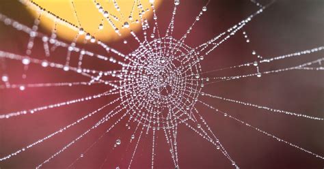 Learning Web Scraping With Python Requests And Beautifulsoup By Tyler Garrett Medium