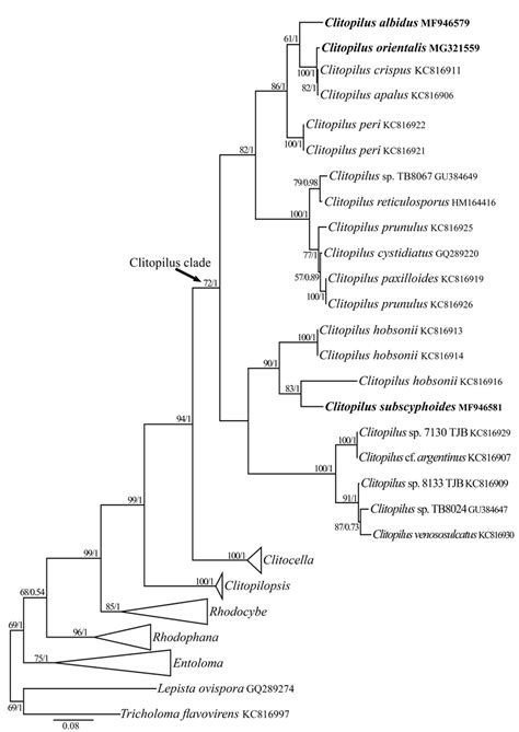 Rpb2 Based Phylogram Generated From Maximum Likelihood Ml Analysis Download Scientific
