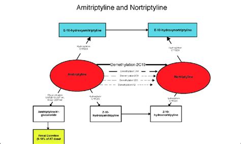 Metabolism Flowchart For Amitriptyline And Nortriptyline Including Download Scientific Diagram